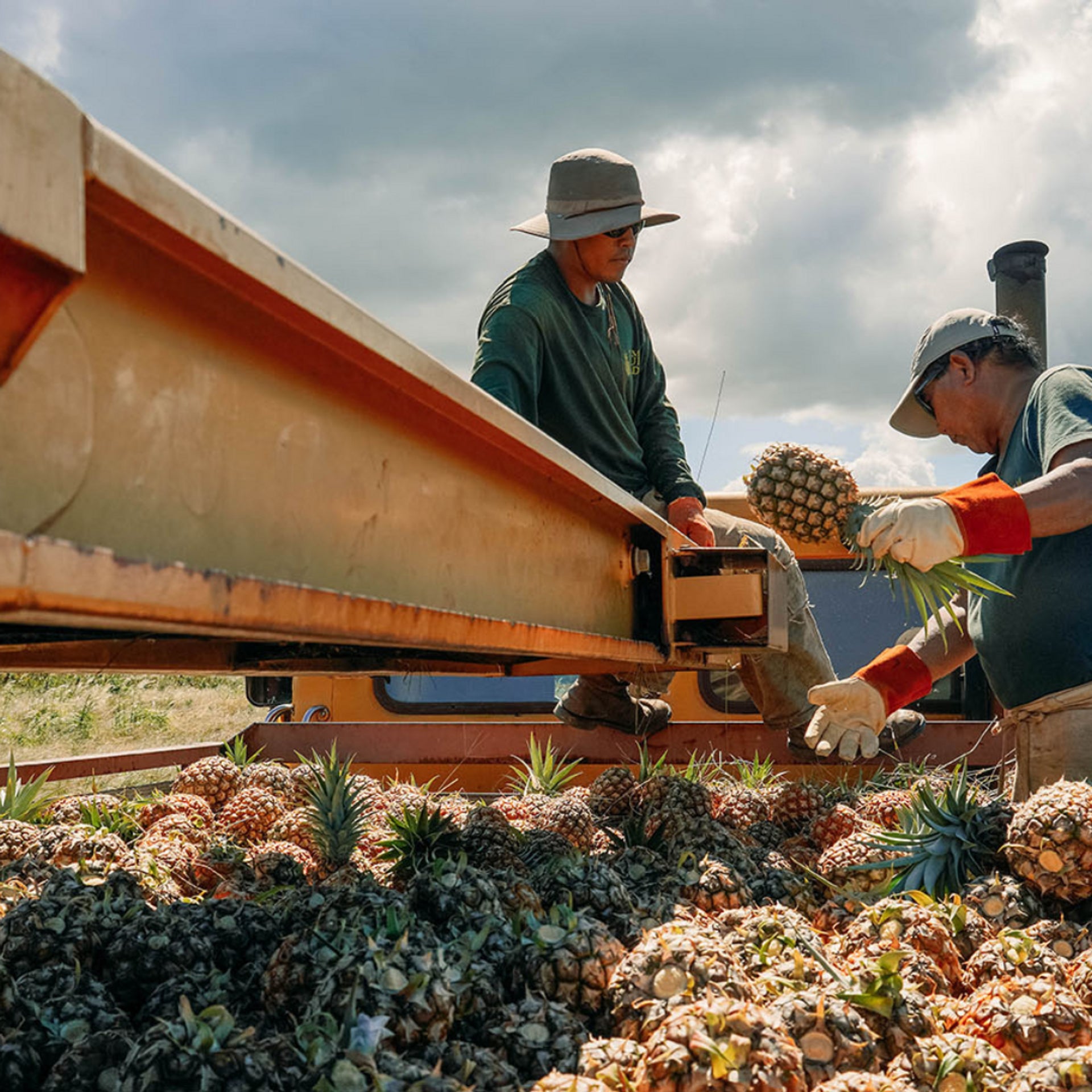 Maui Pineapple Store
